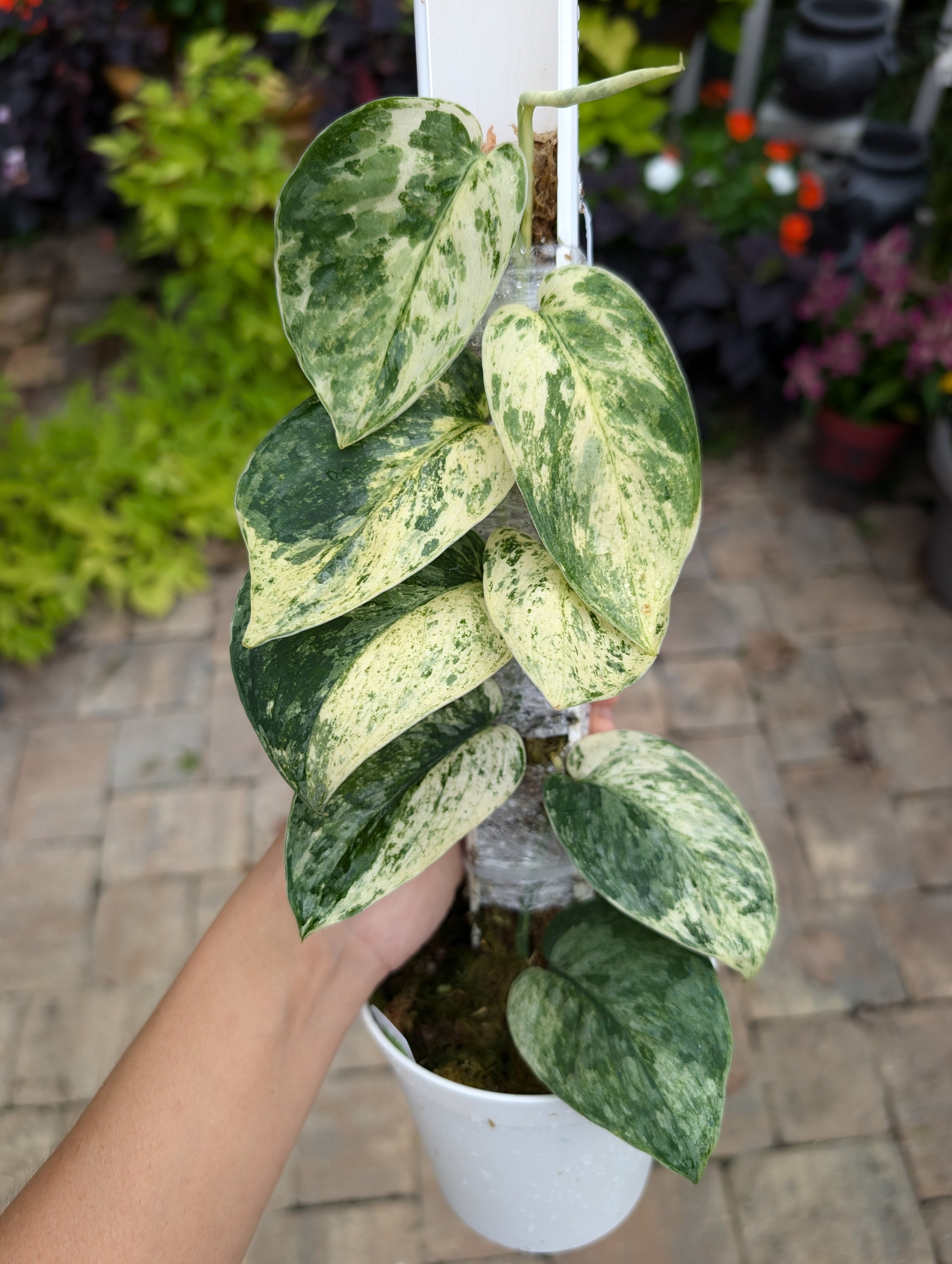 Buy Scindapsus Variegated Silver Dark Cloud, Charlotte, NC | Plants by Sheryl Anne
