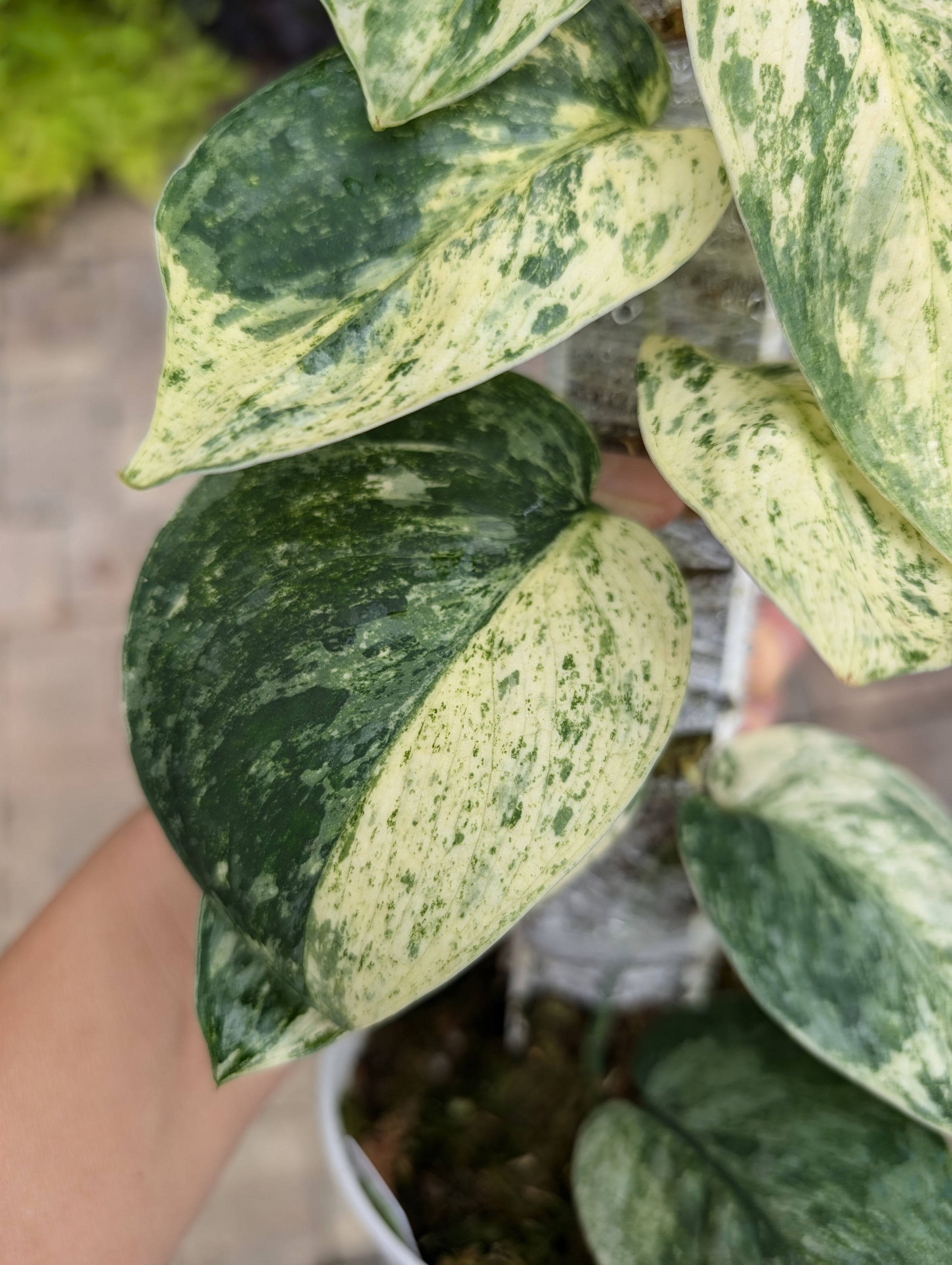 Buy Scindapsus Variegated Silver Dark Cloud, Charlotte, NC | Plants by ...
